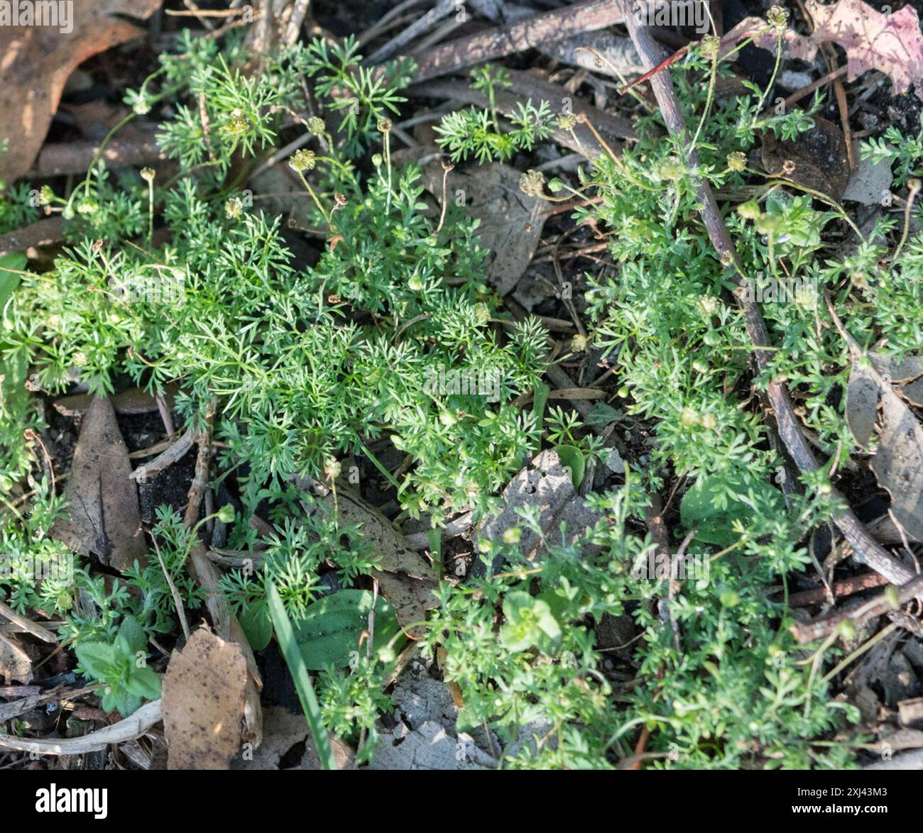 Common Cotula (Cotula australis) Plantae Stock Photo - Alamy