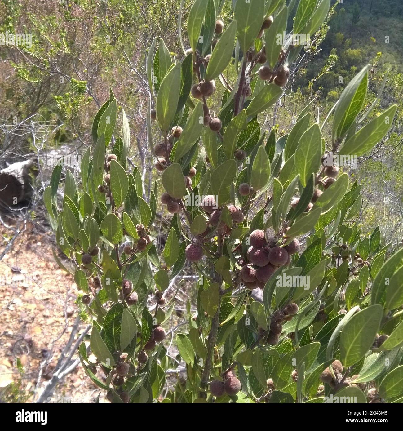 Baboon Guarri (Euclea polyandra) Plantae Stock Photo - Alamy