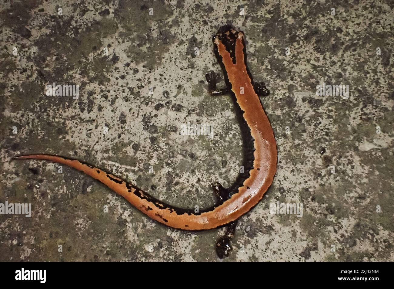 Broadfoot Mushroomtongue Salamander (Bolitoglossa platydactyla ...