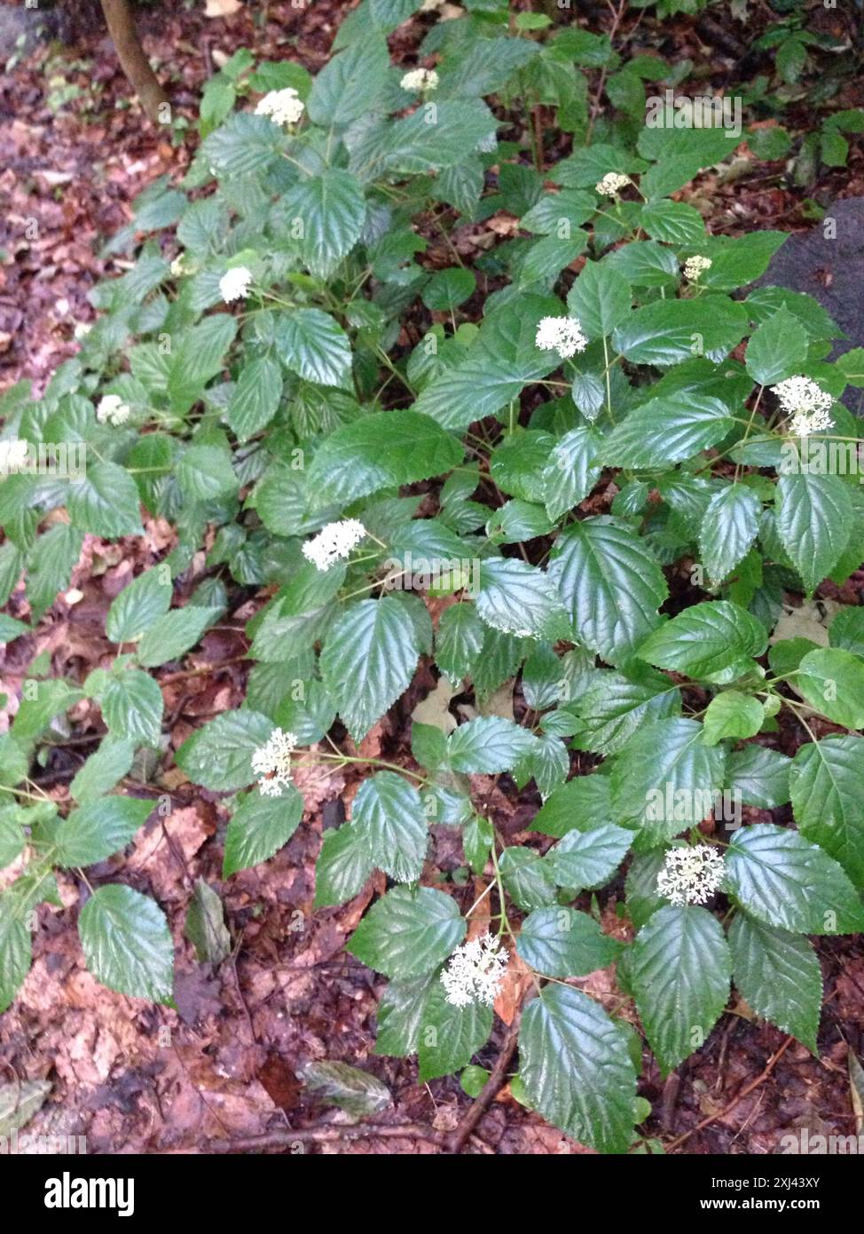 wild hydrangea (Hydrangea arborescens) Plantae Stock Photo - Alamy