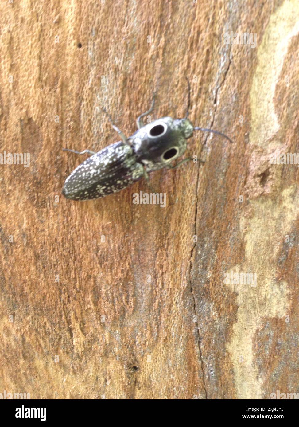 Eastern Eyed Click Beetle (Alaus oculatus) Insecta Stock Photo - Alamy