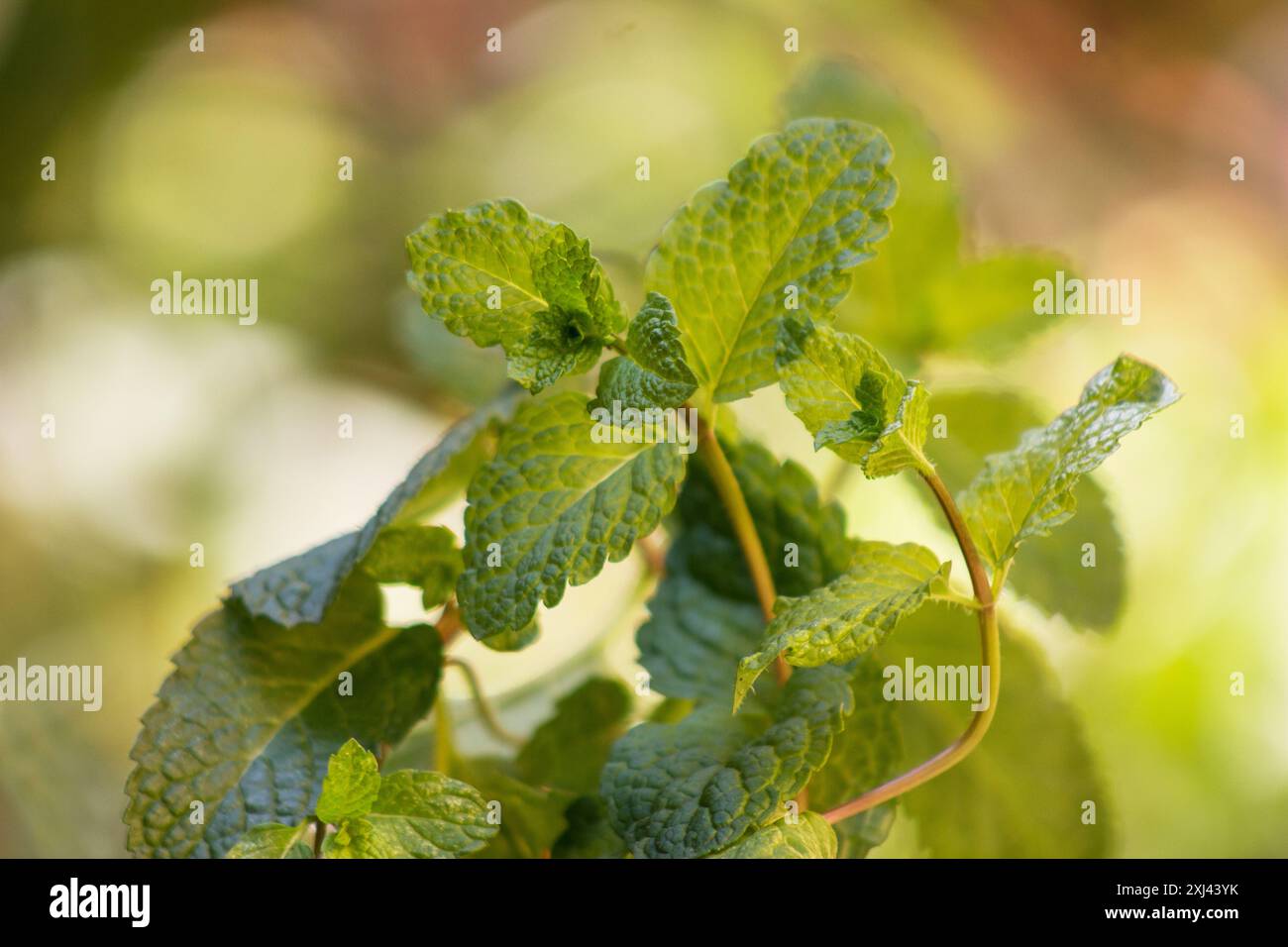 Mint plant (mentha spicata) in a summer garden Stock Photo - Alamy