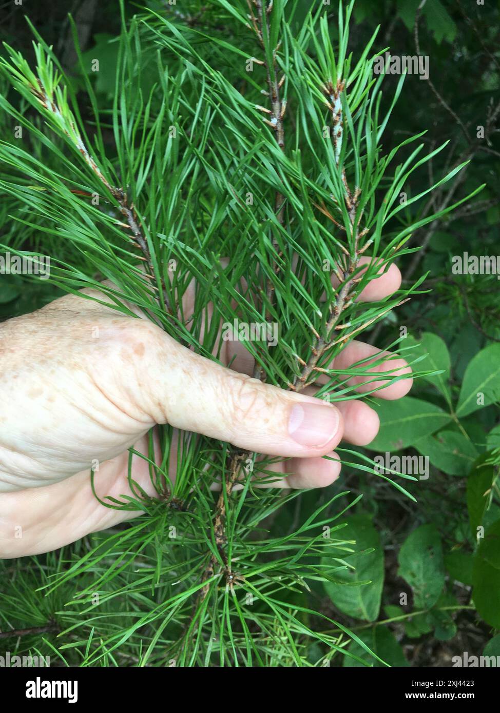 American hard pines (Trifoliae) Plantae Stock Photo - Alamy