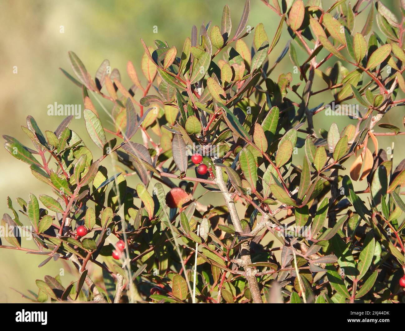 mastic (Pistacia lentiscus) Plantae Stock Photo - Alamy