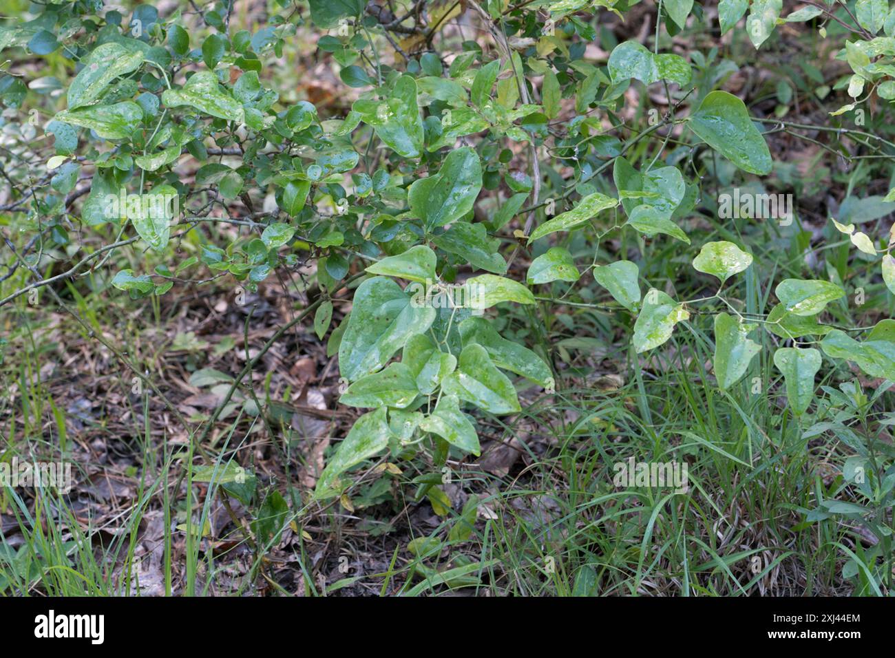 greenbriers (Smilax) Plantae Stock Photo - Alamy