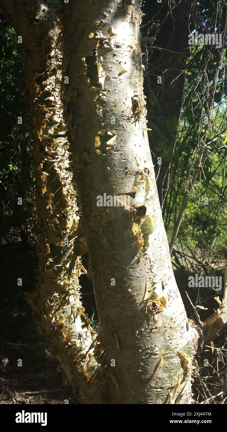 (Commiphora simplicifolia) Plantae Stock Photo - Alamy