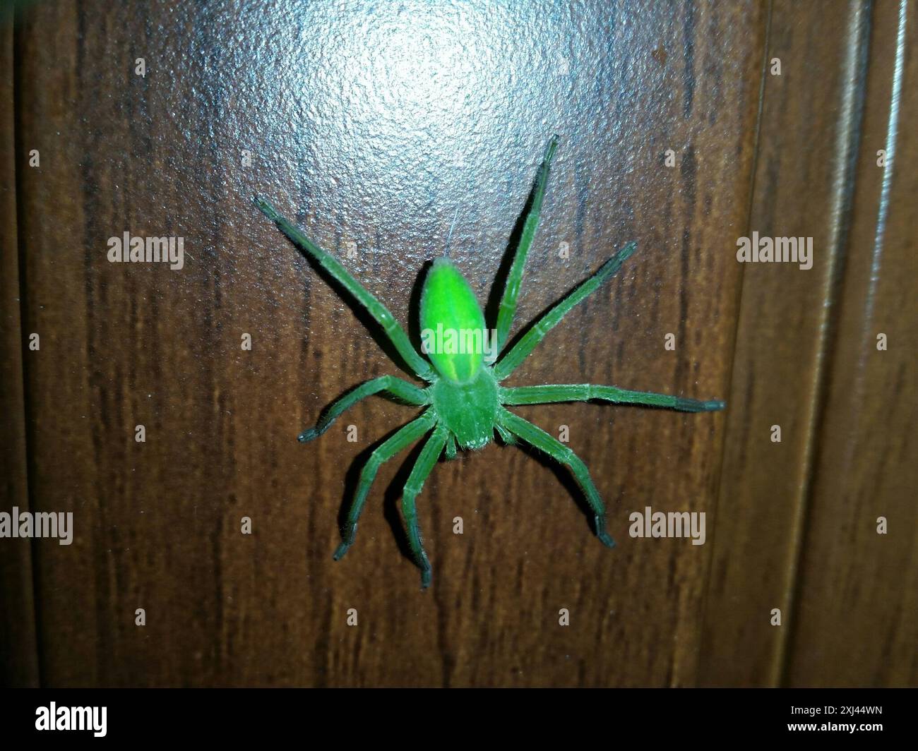 Green Huntsman Spider (Micrommata virescens) Arachnida Stock Photo - Alamy