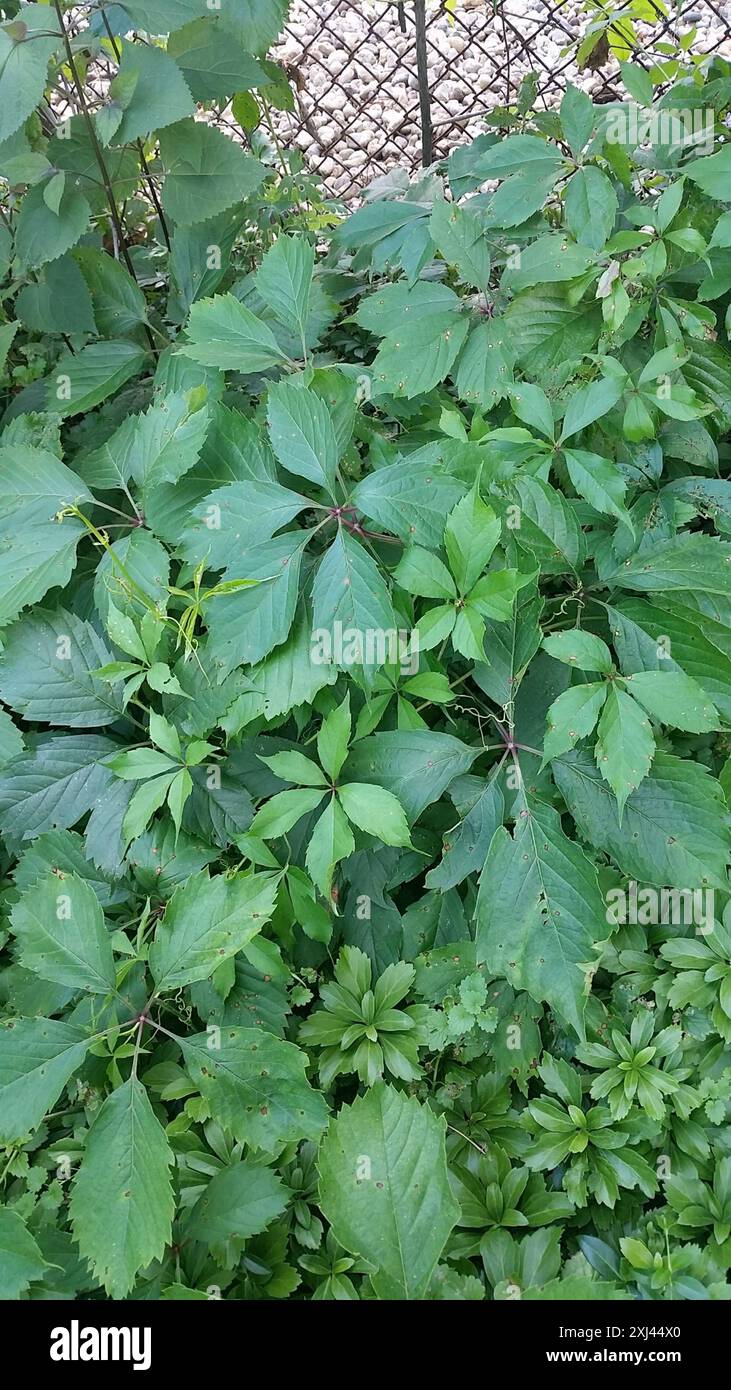 thicket creeper (Parthenocissus inserta) Plantae Stock Photo - Alamy