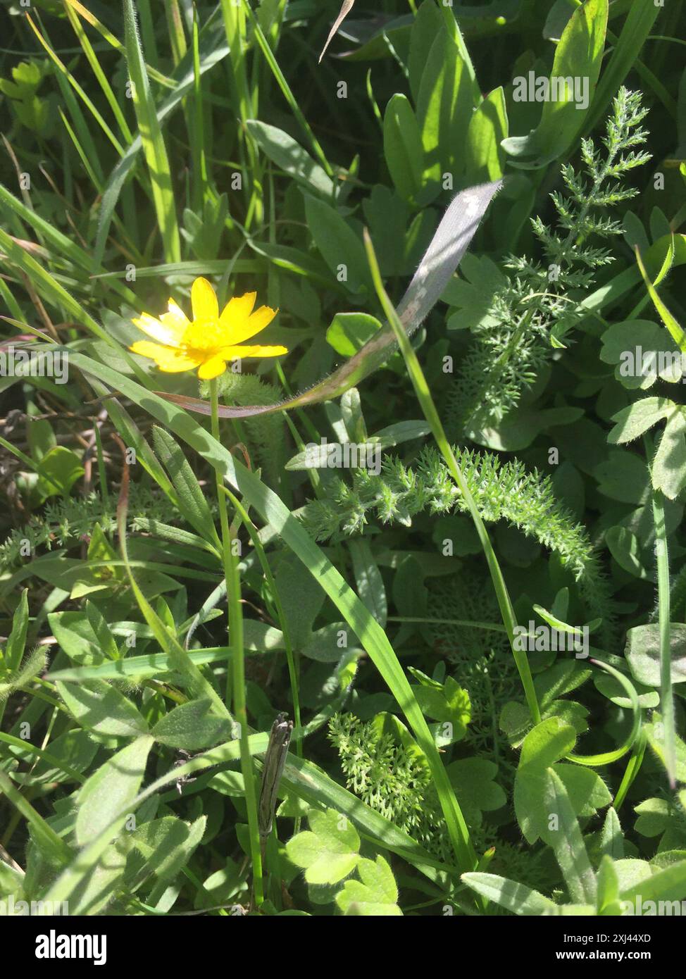 California buttercup (Ranunculus californicus) Plantae Stock Photo - Alamy