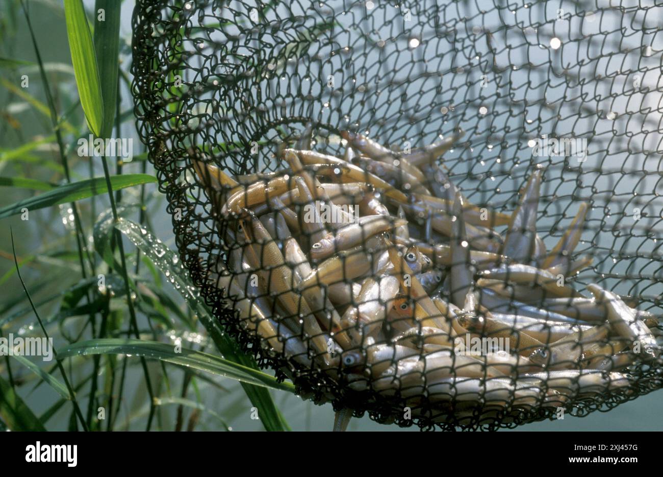 fishing small fish for frying Stock Photo - Alamy