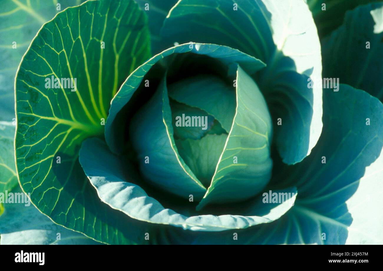 Cabbage garden winter hi-res stock photography and images - Alamy