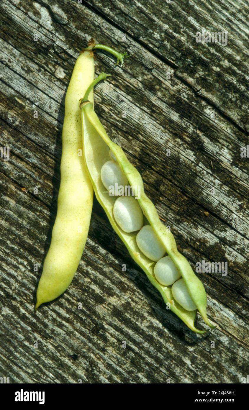Coco bean hi-res stock photography and images - Alamy