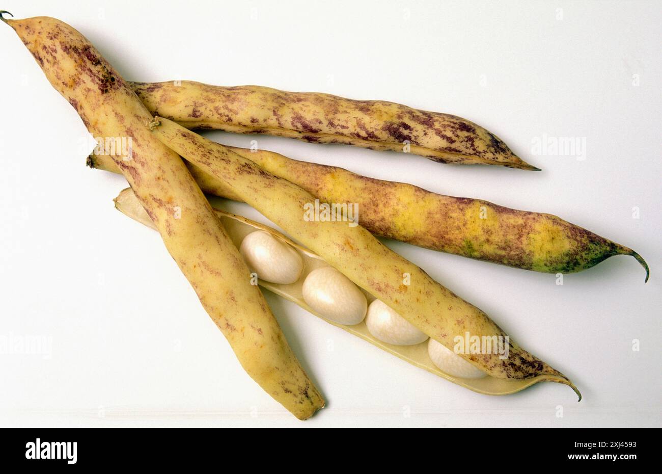 White haricot beans from Paimpol Stock Photo - Alamy