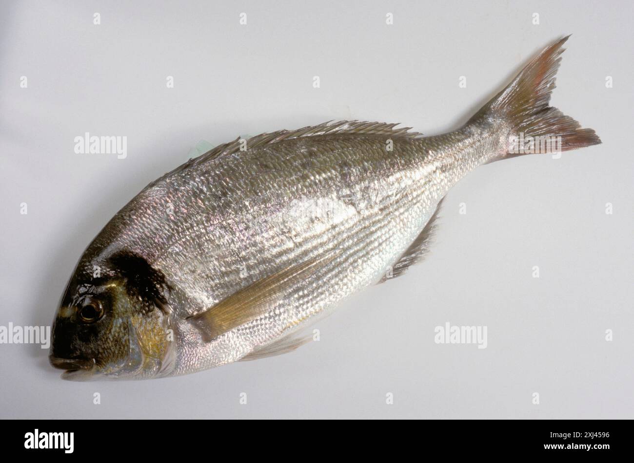 Royal sea bream Stock Photo - Alamy