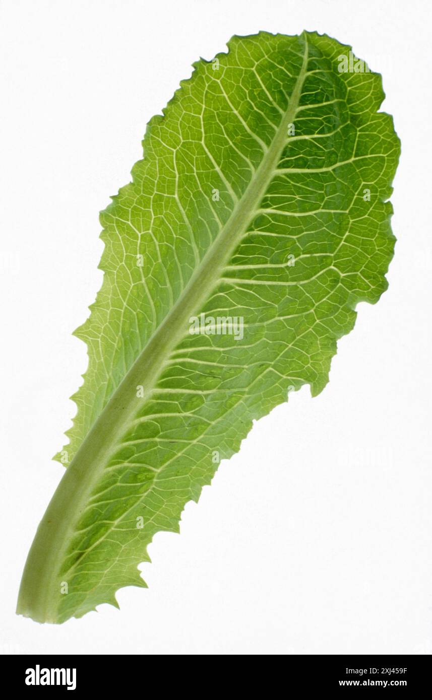 Cos lettuce romaine vegetable Cut Out Stock Images & Pictures - Alamy