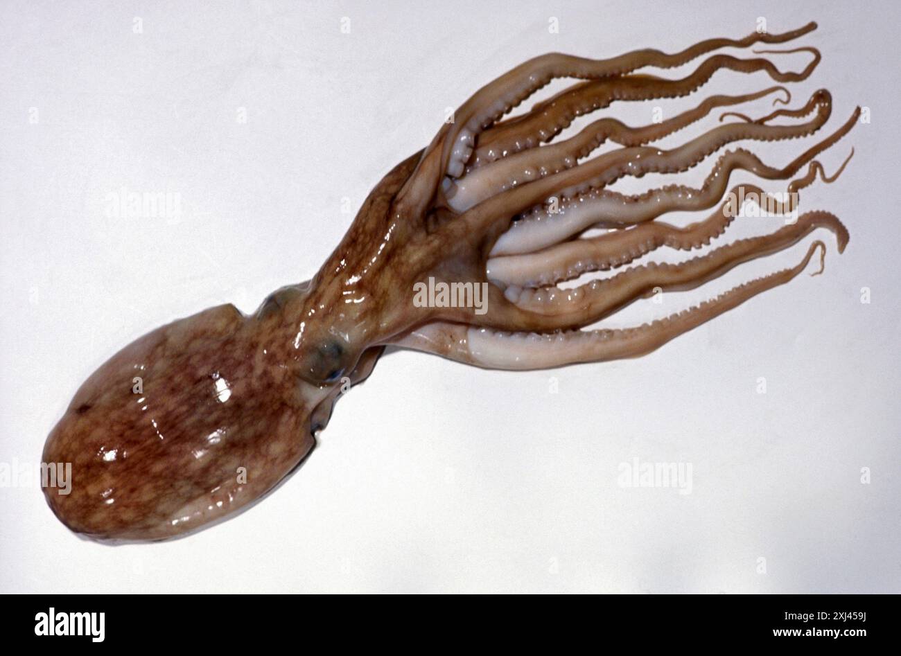 Octopus cut out hi-res stock photography and images - Alamy