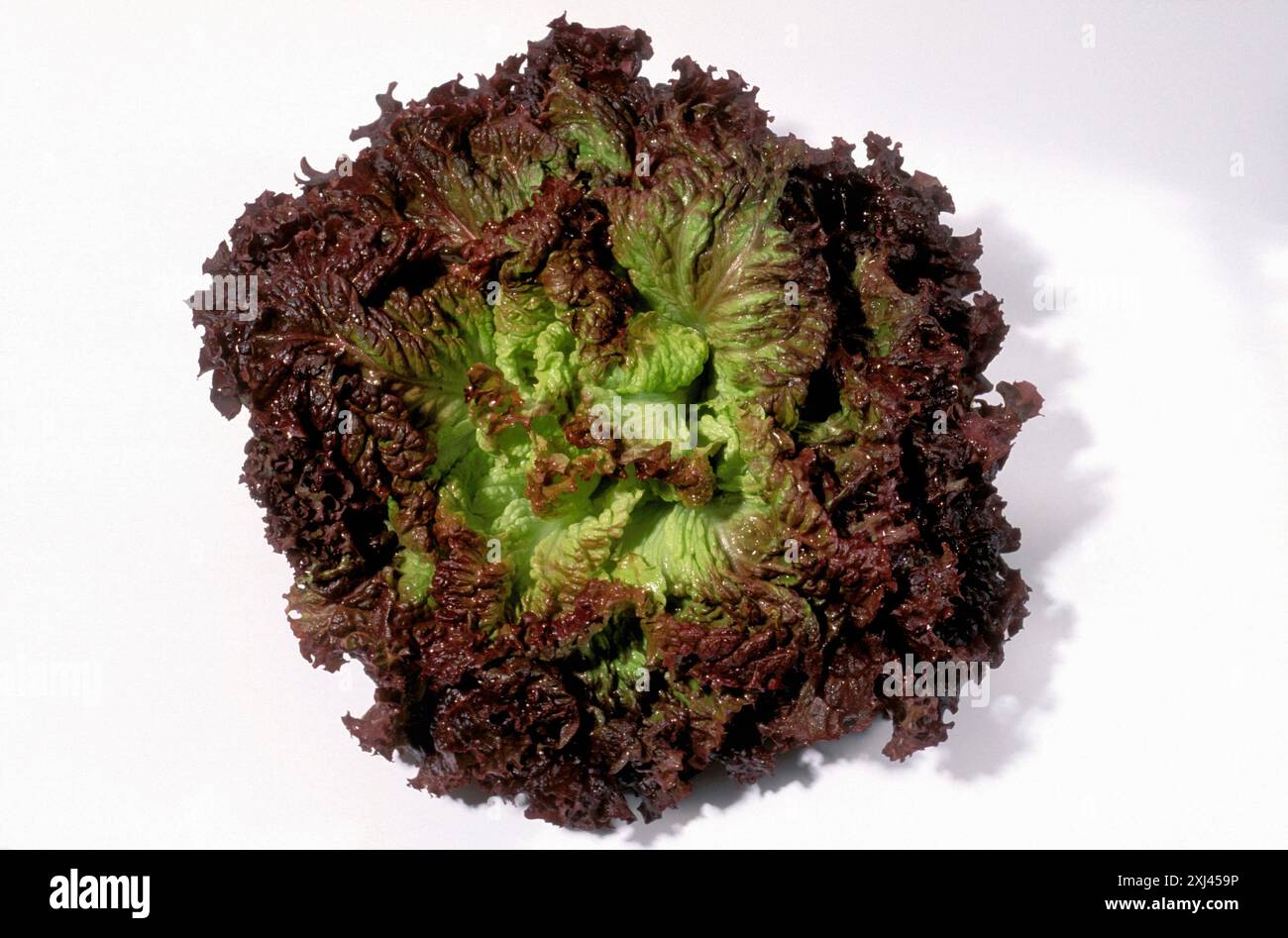 Red batavia lettuce hi-res stock photography and images - Alamy