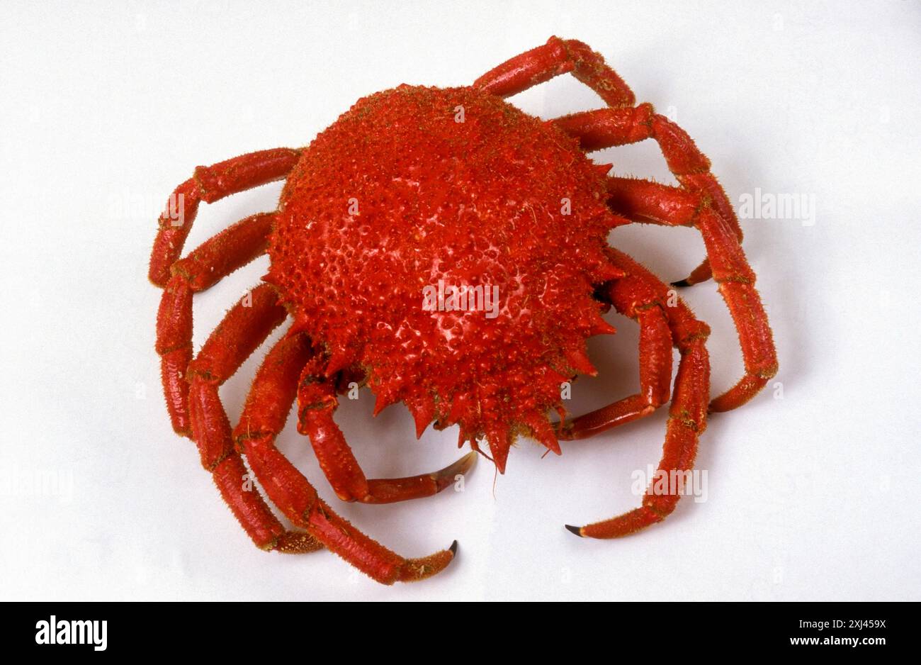 Cooked spider crab hi-res stock photography and images - Alamy