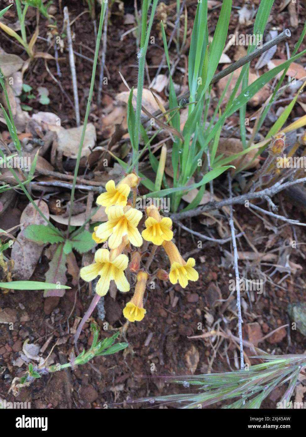 yellow clustered broomrape (Aphyllon franciscanum) Plantae Stock Photo ...