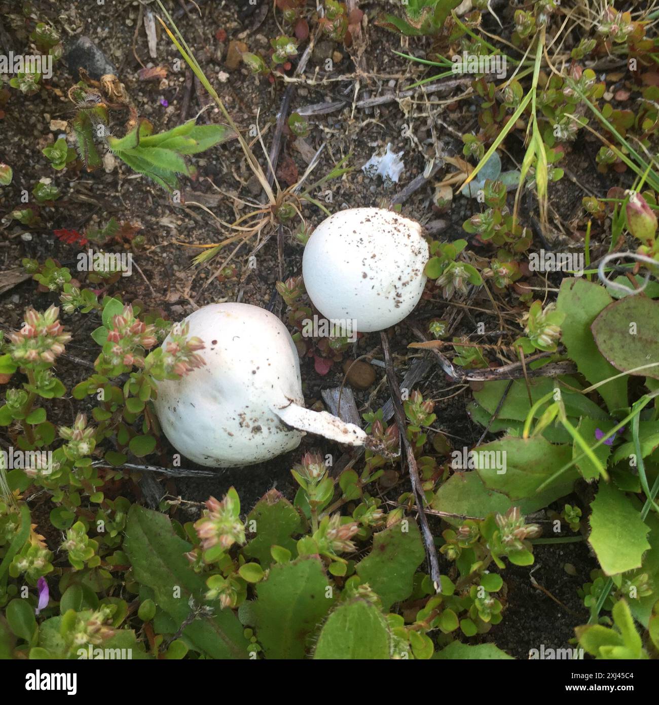 Meadow Puffball (Lycoperdon pratense) Fungi Stock Photo - Alamy