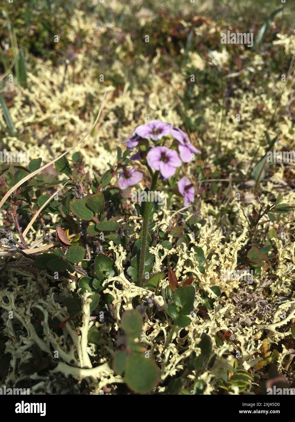 Purple Bitter-cress (Cardamine purpurea) Plantae Stock Photo - Alamy