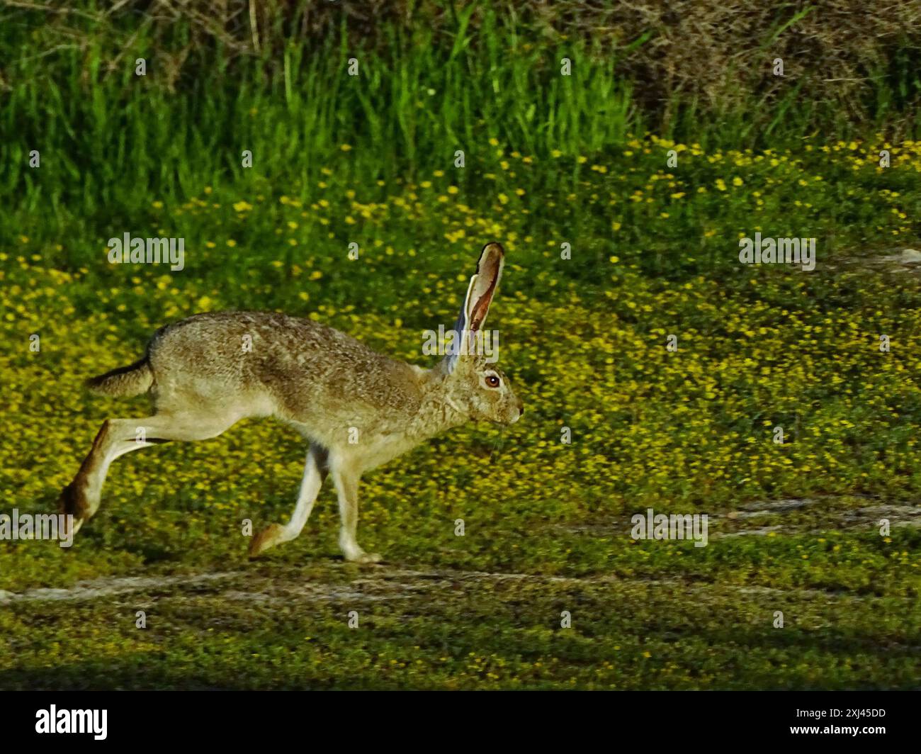 Black-tailed Jackrabbit (Lepus californicus) Mammalia Stock Photo - Alamy