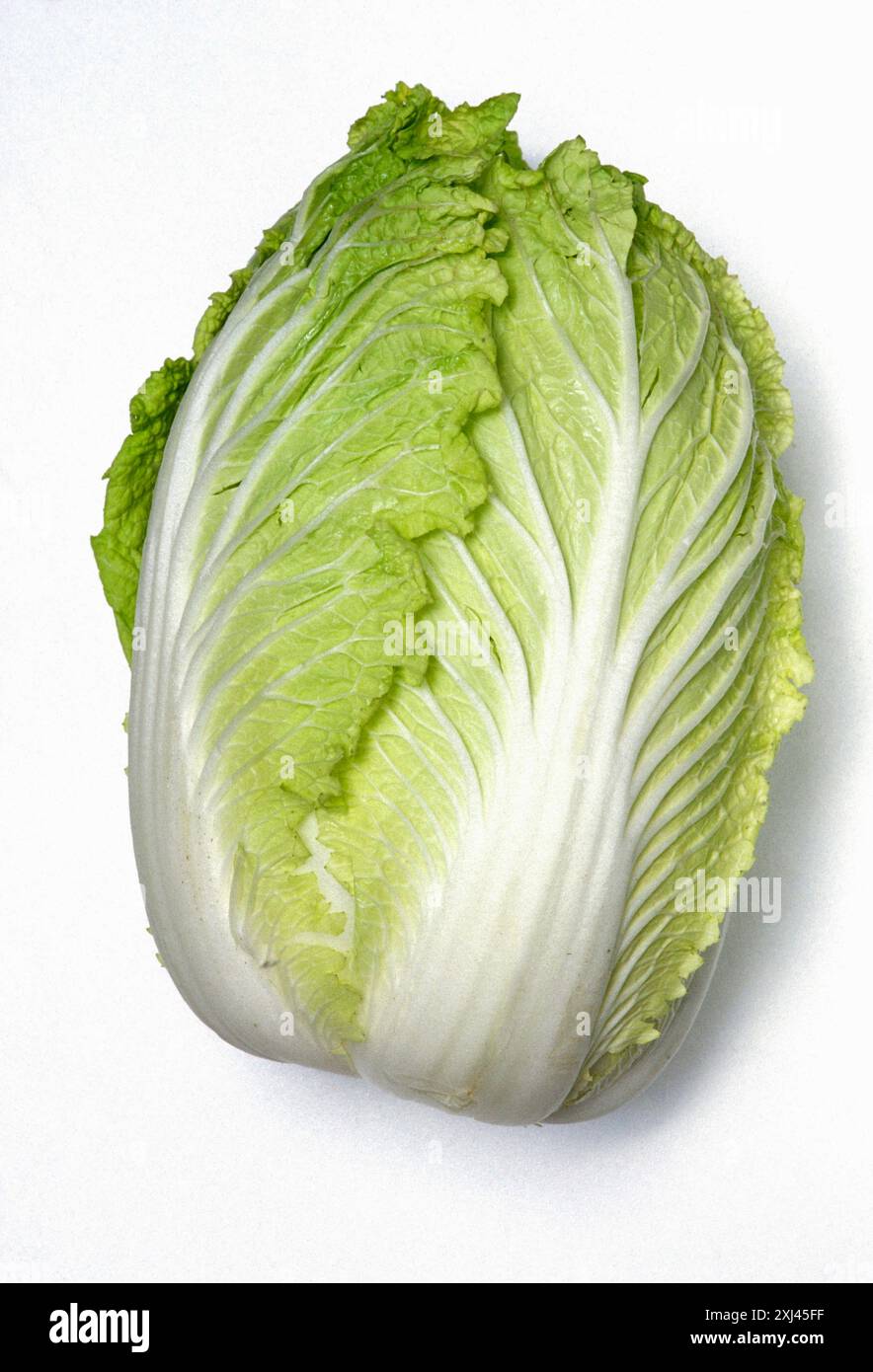 Pe-tsai chinese cabbage Stock Photo - Alamy