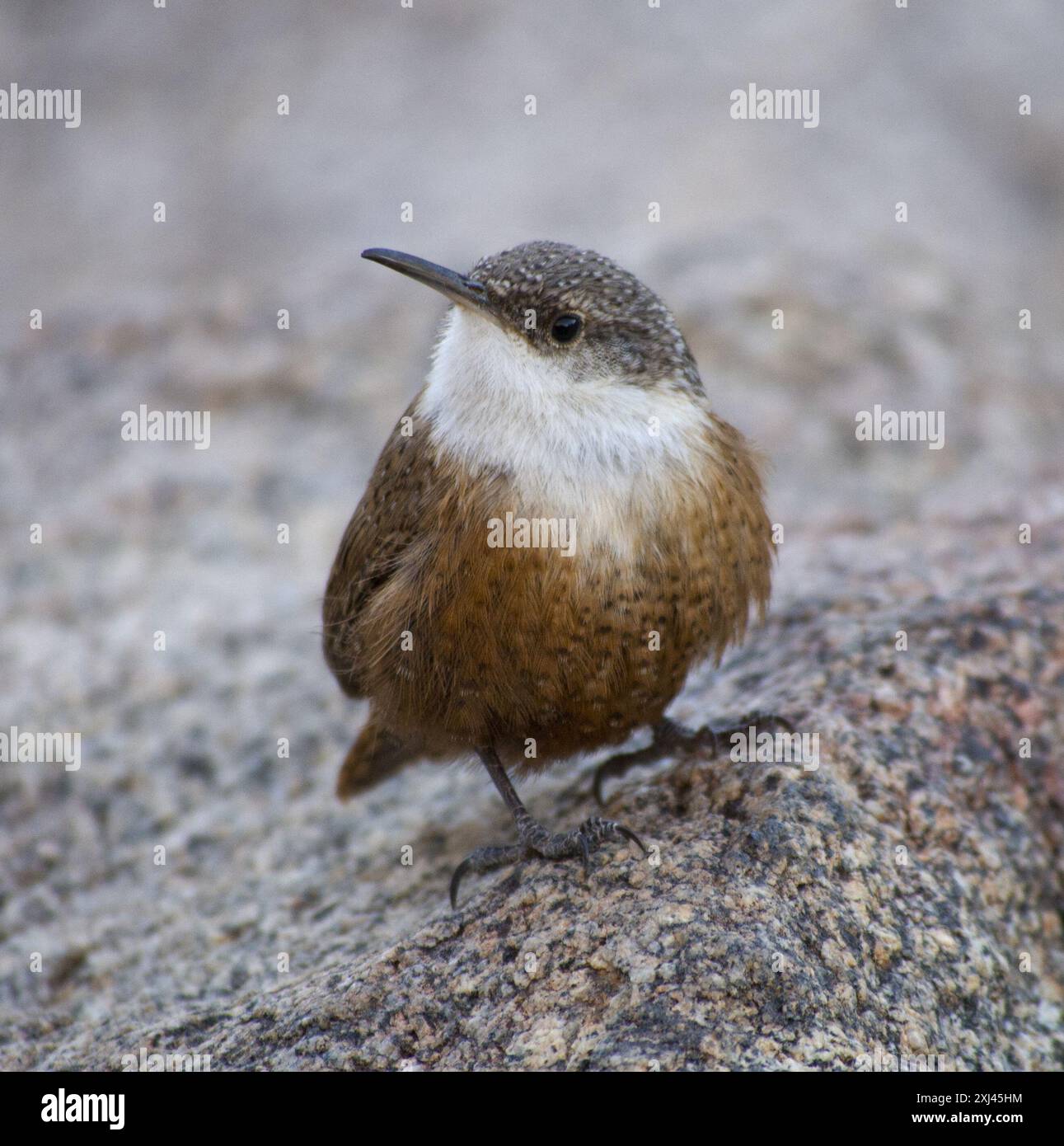 Canyon Wren (Catherpes mexicanus) Aves Stock Photo - Alamy