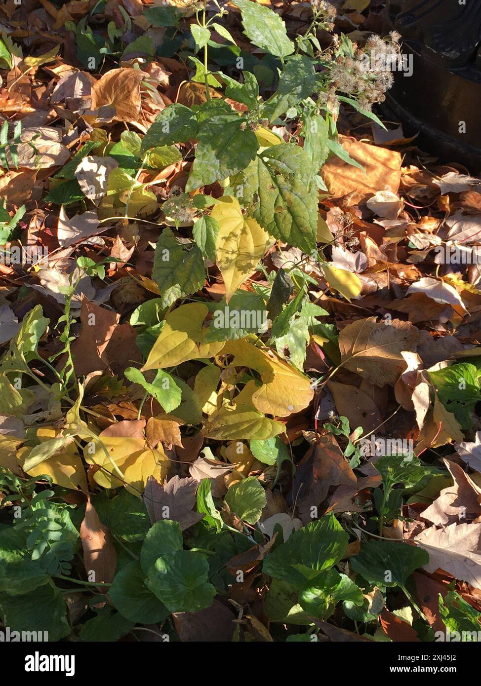 Dioscorea polystachya hi-res stock photography and images - Alamy