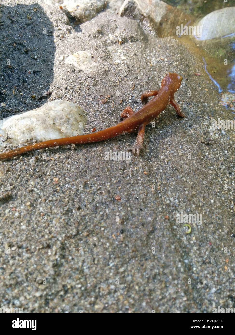 California Newt (Taricha torosa) Amphibia Stock Photo - Alamy