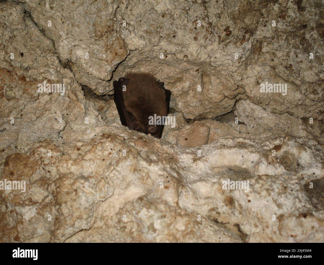 Townsend's Big-eared Bat (Corynorhinus townsendii) Mammalia Stock Photo ...