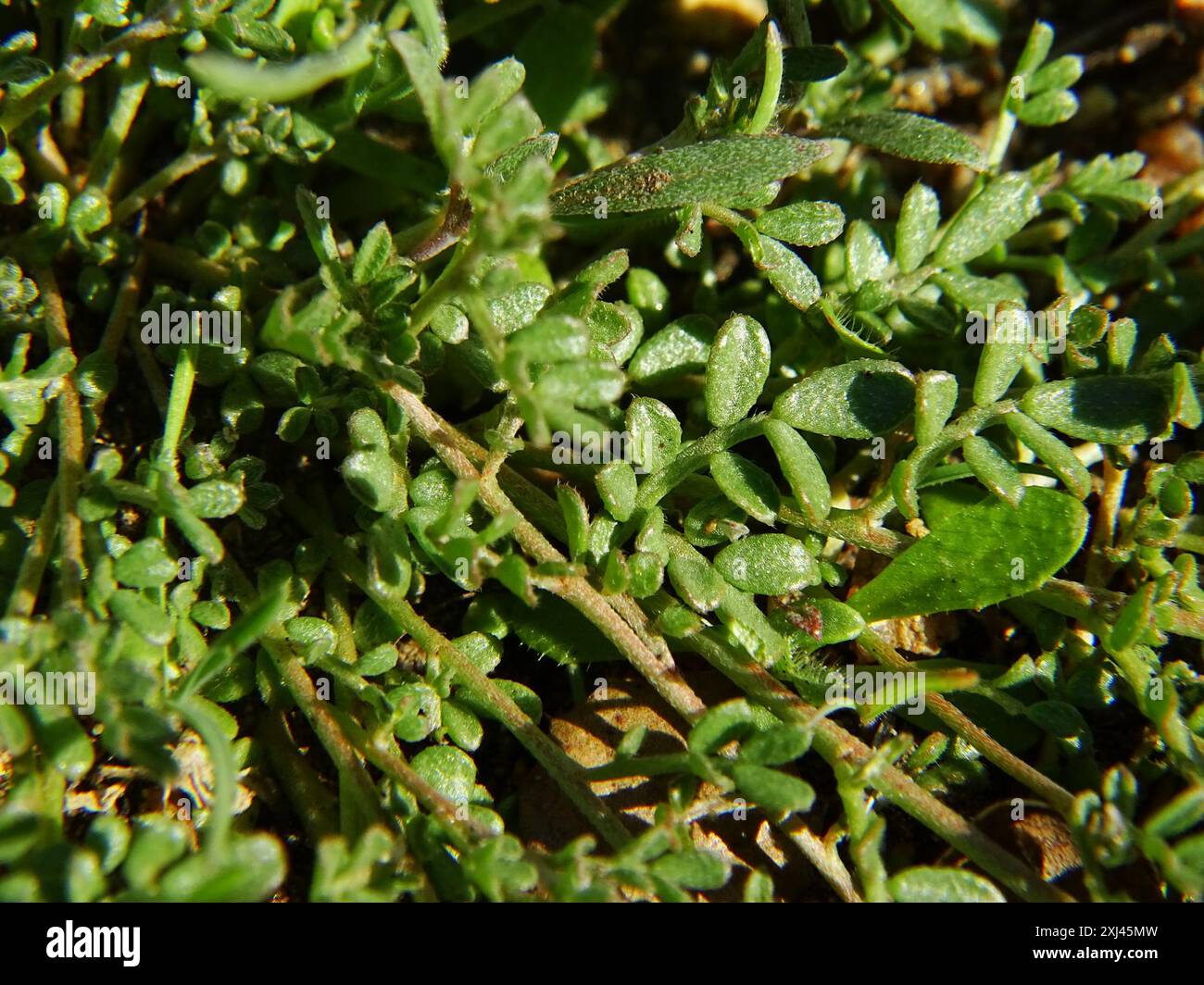 Strigose lotus hi-res stock photography and images - Alamy
