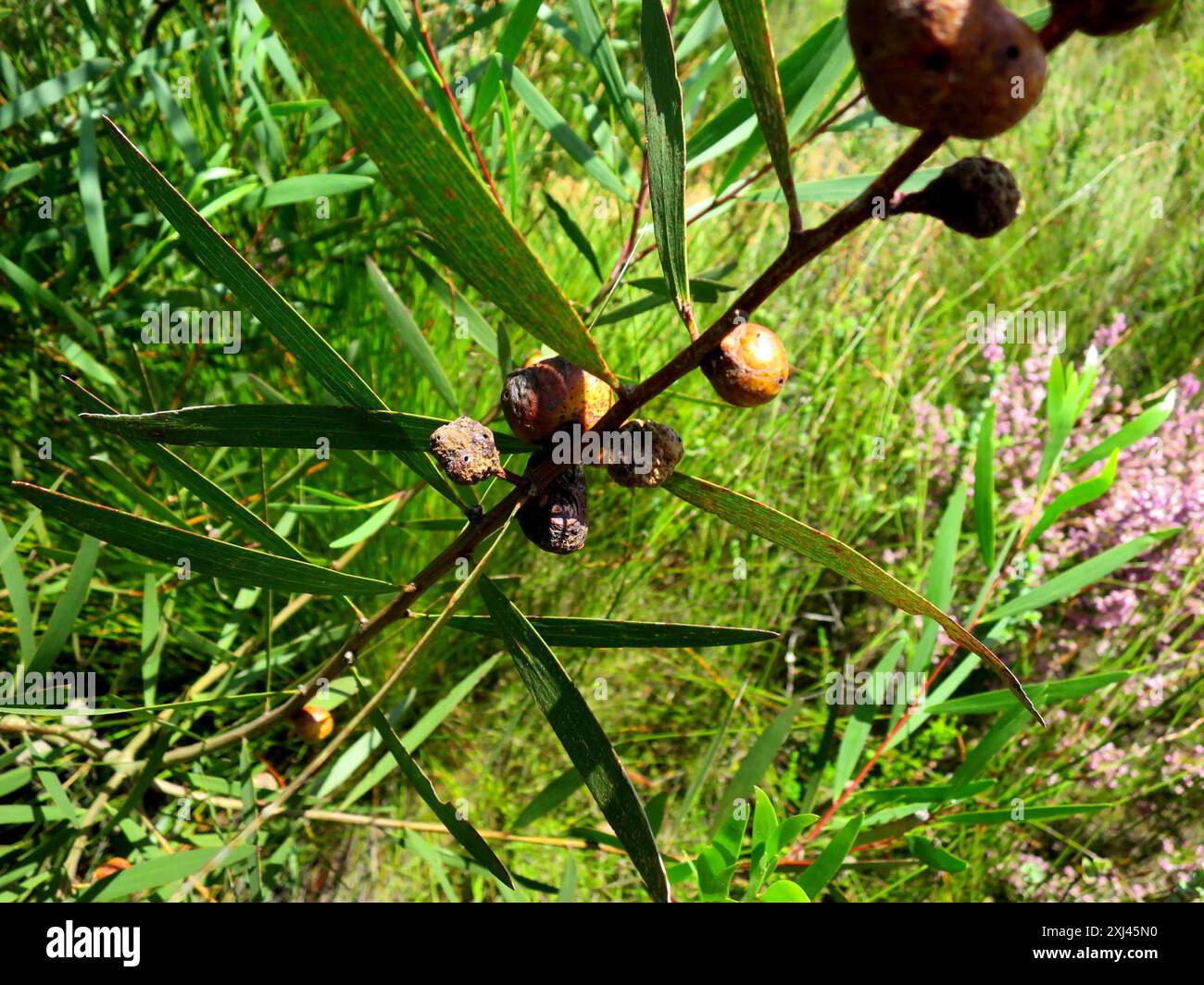 Trichilogaster acaciaelongifoliae hi-res stock photography and images ...