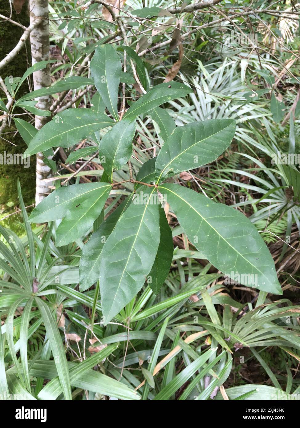 swamp laurel oak (Quercus laurifolia) Plantae Stock Photo - Alamy