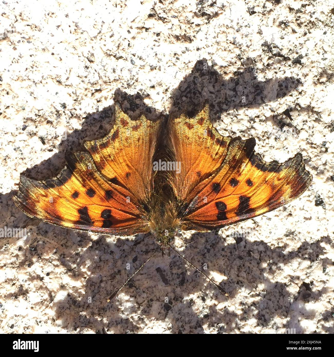 Zephyr zephyrus hi-res stock photography and images - Alamy