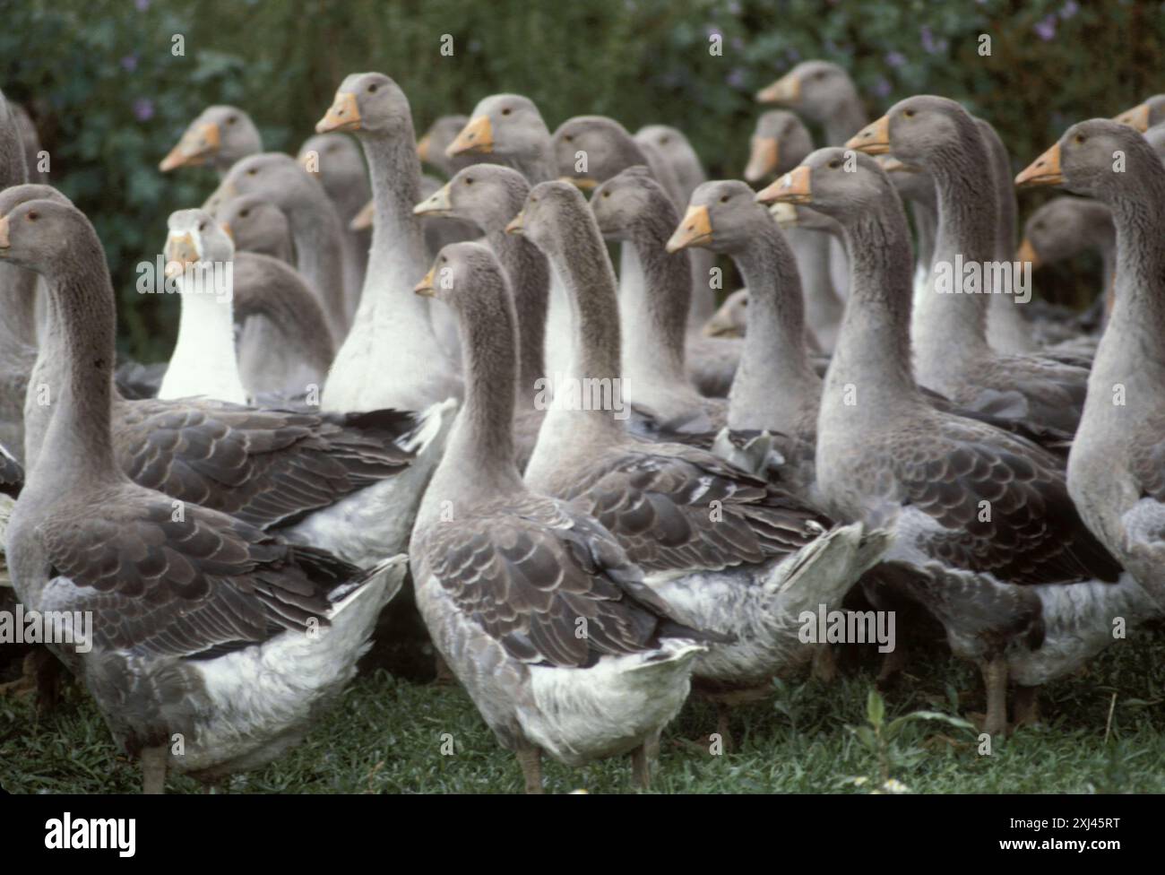 Flock of geese Stock Photo - Alamy