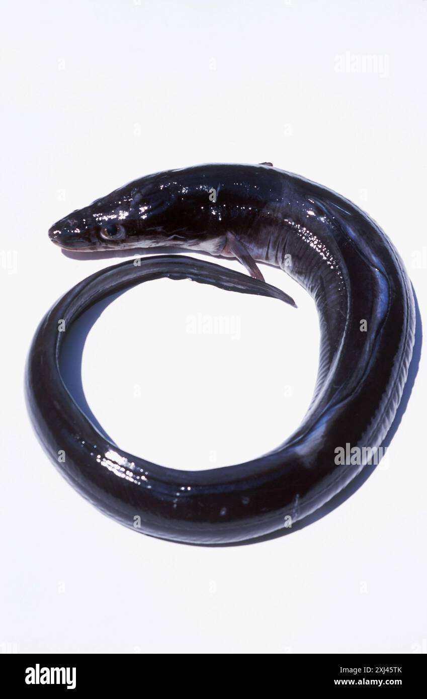 Eel design hi-res stock photography and images - Alamy