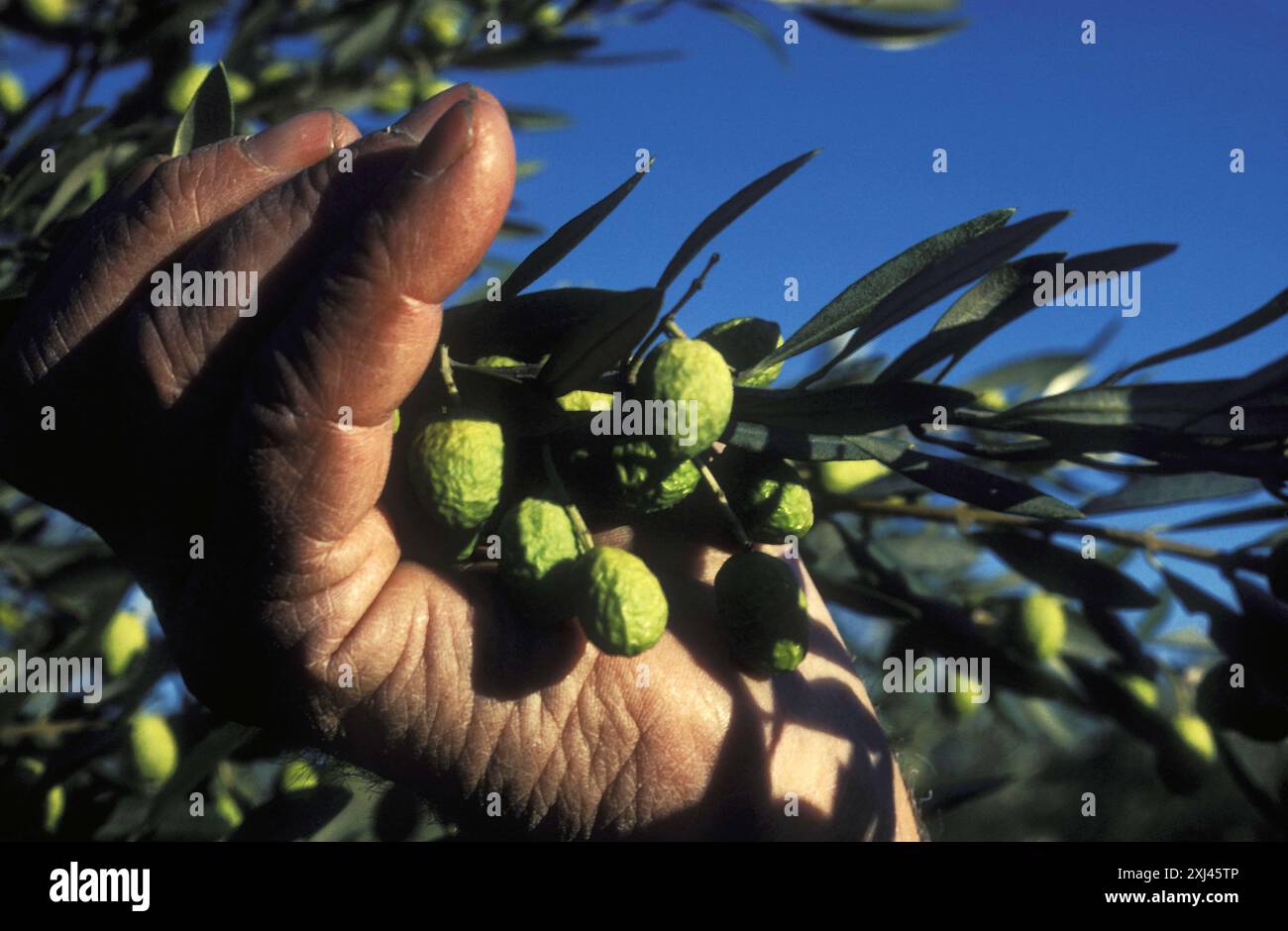 Hand holding olive branch Stock Photo - Alamy