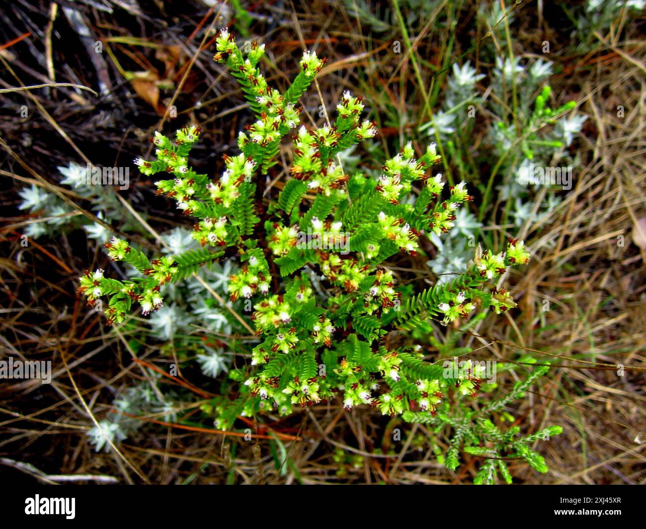 (Crassula ericoides ericoides) Plantae Stock Photo - Alamy