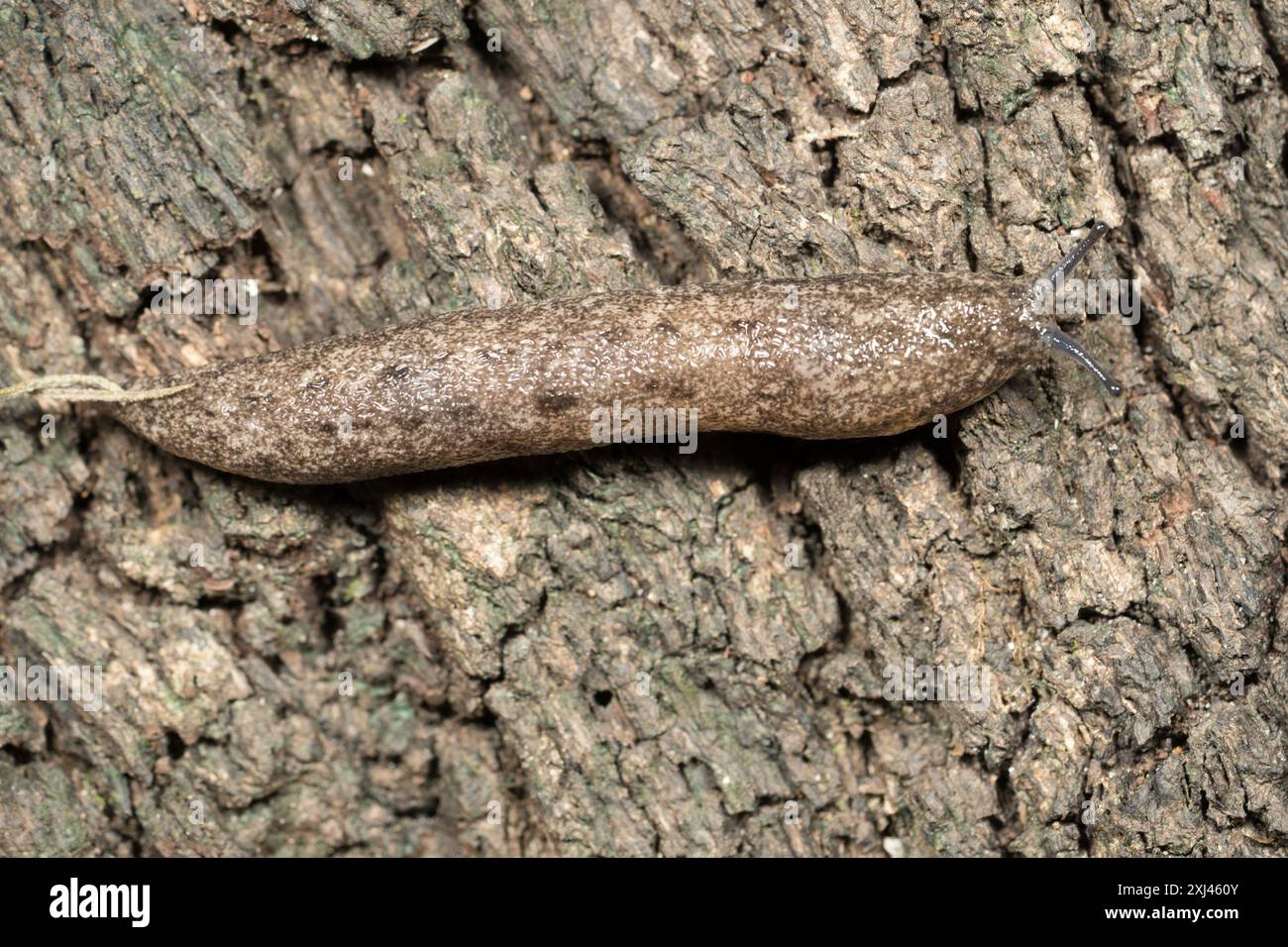 Carolina Mantleslug (Philomycus carolinianus) Mollusca Stock Photo - Alamy