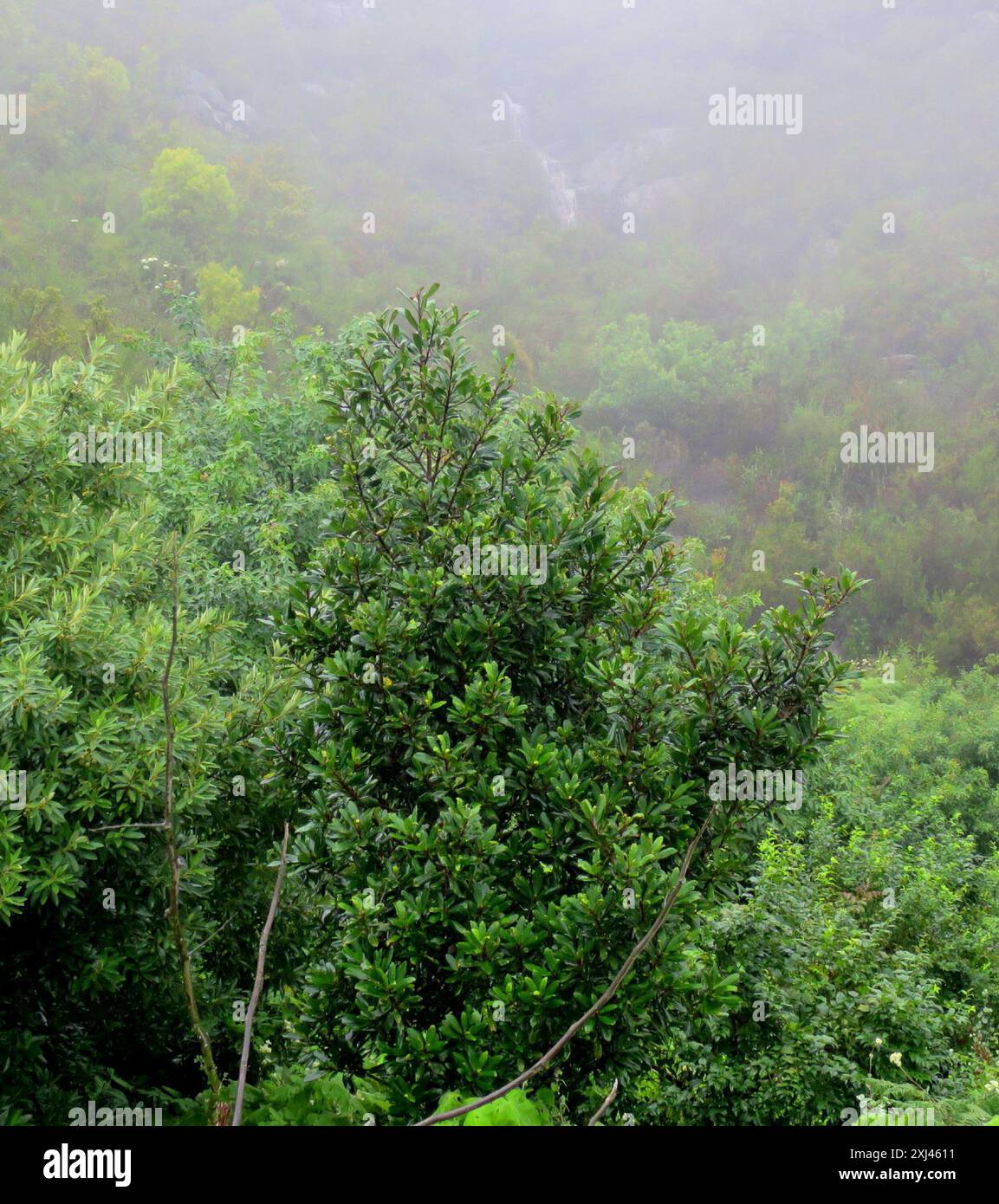 Cape beech (Rapanea melanophloeos) Plantae Stock Photo - Alamy