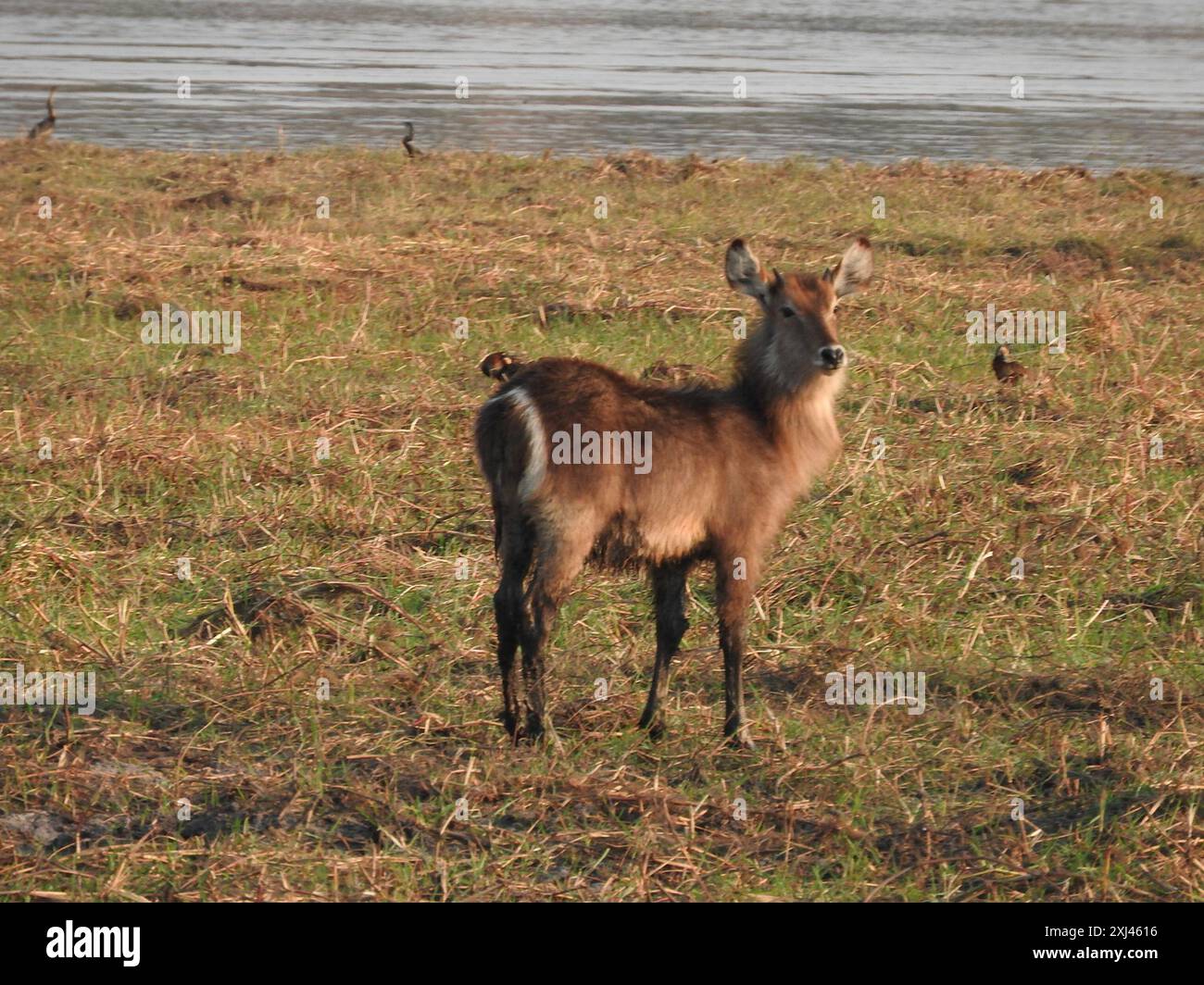 Common Waterbuck (Kobus ellipsiprymnus ellipsiprymnus) Mammalia Stock ...