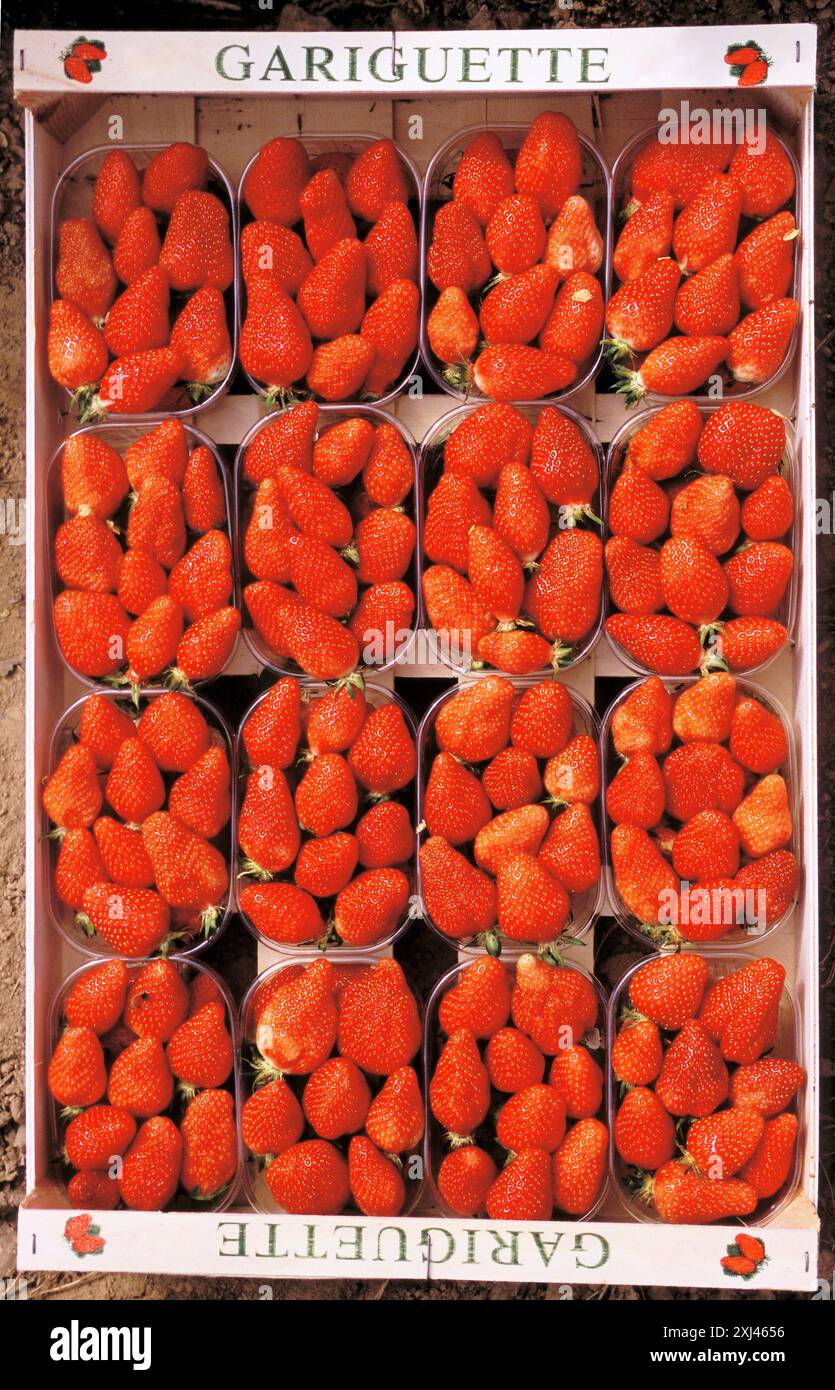 Cardboard punnets hi-res stock photography and images - Alamy