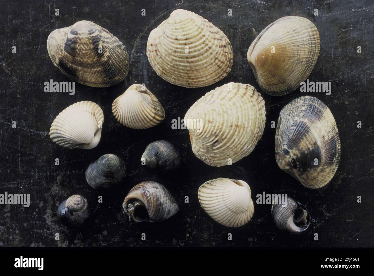 Selection of shellfish Stock Photo - Alamy