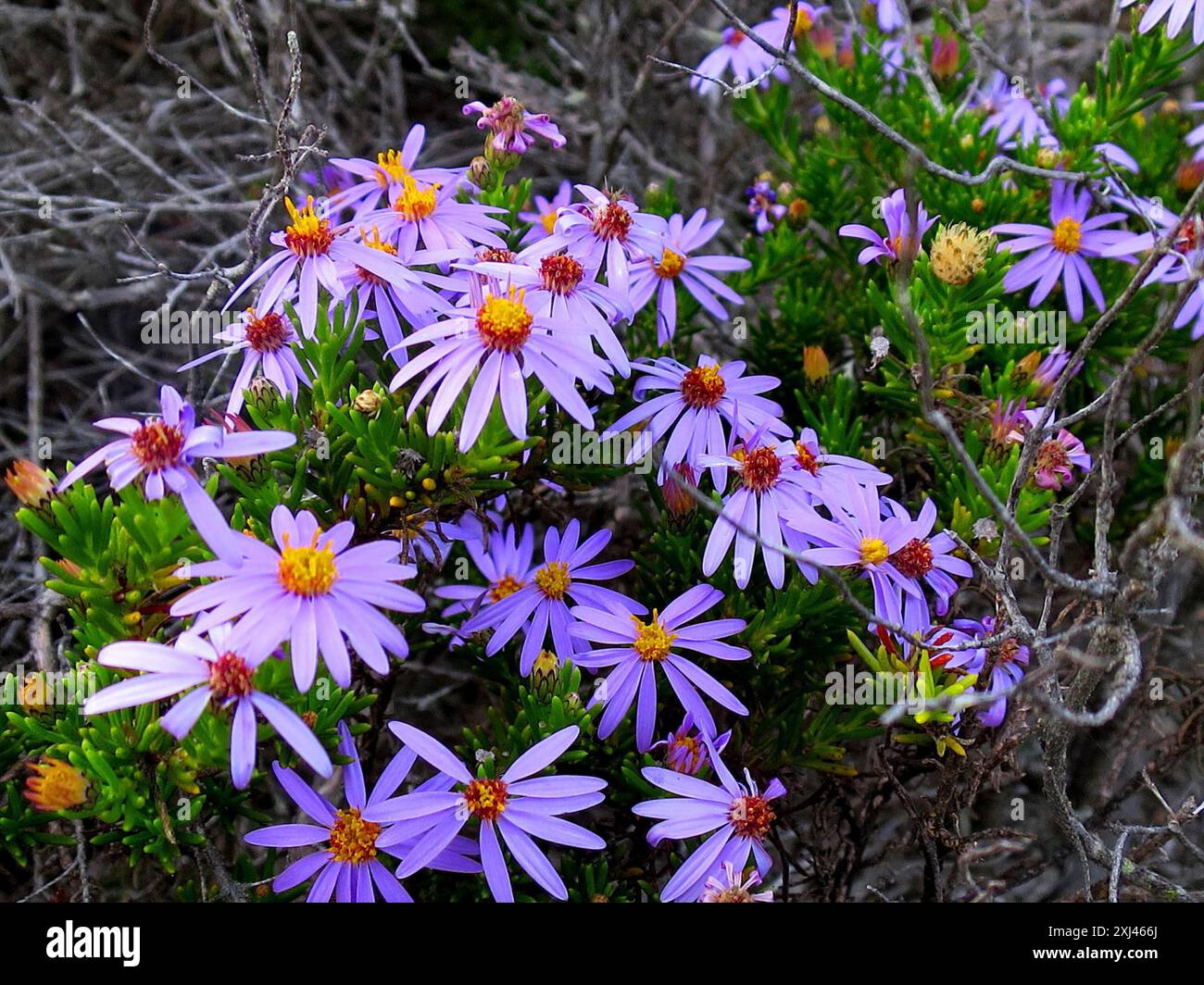 Common Fine Felicia (Felicia filifolia filifolia) Plantae Stock Photo ...
