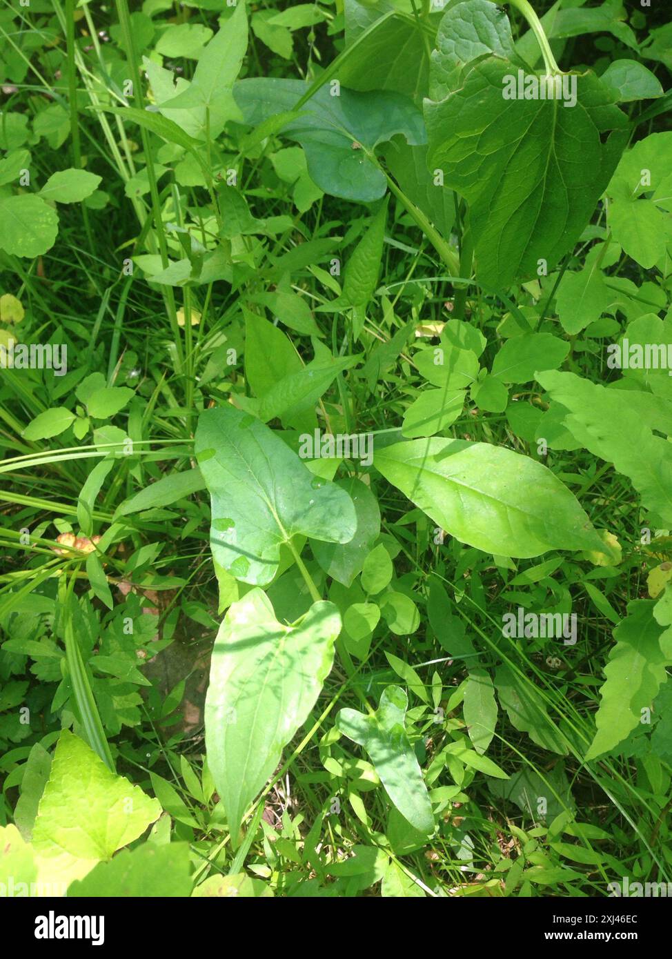 halberd-leaved tearthumb (Persicaria arifolia) Plantae Stock Photo - Alamy