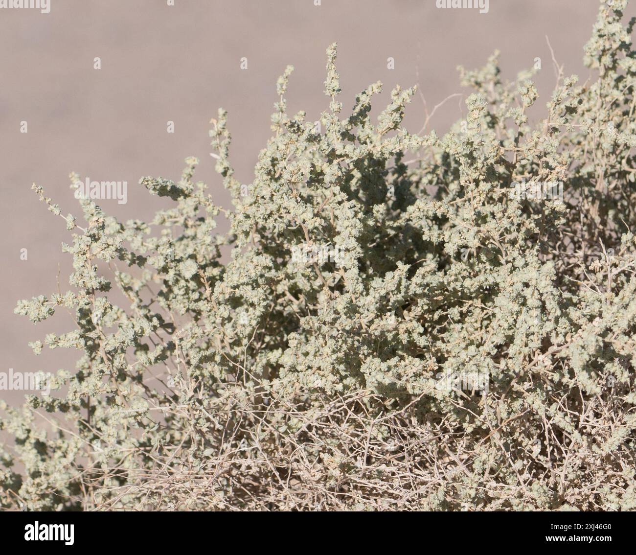 Saltbushes (Atriplex) Plantae Stock Photo - Alamy