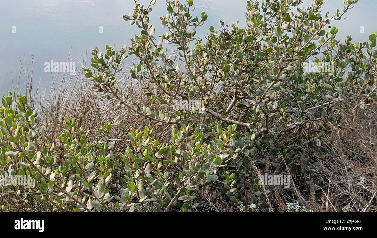 lemonade berry (Rhus integrifolia) Plantae Stock Photo - Alamy