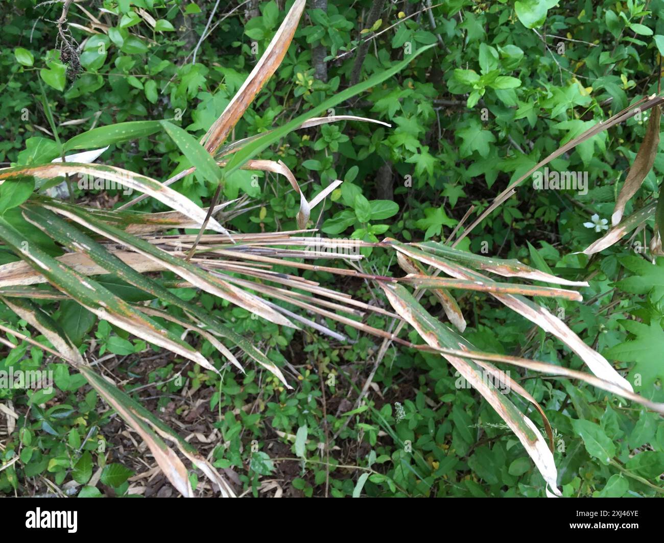 switch cane (Arundinaria tecta) Plantae Stock Photo - Alamy