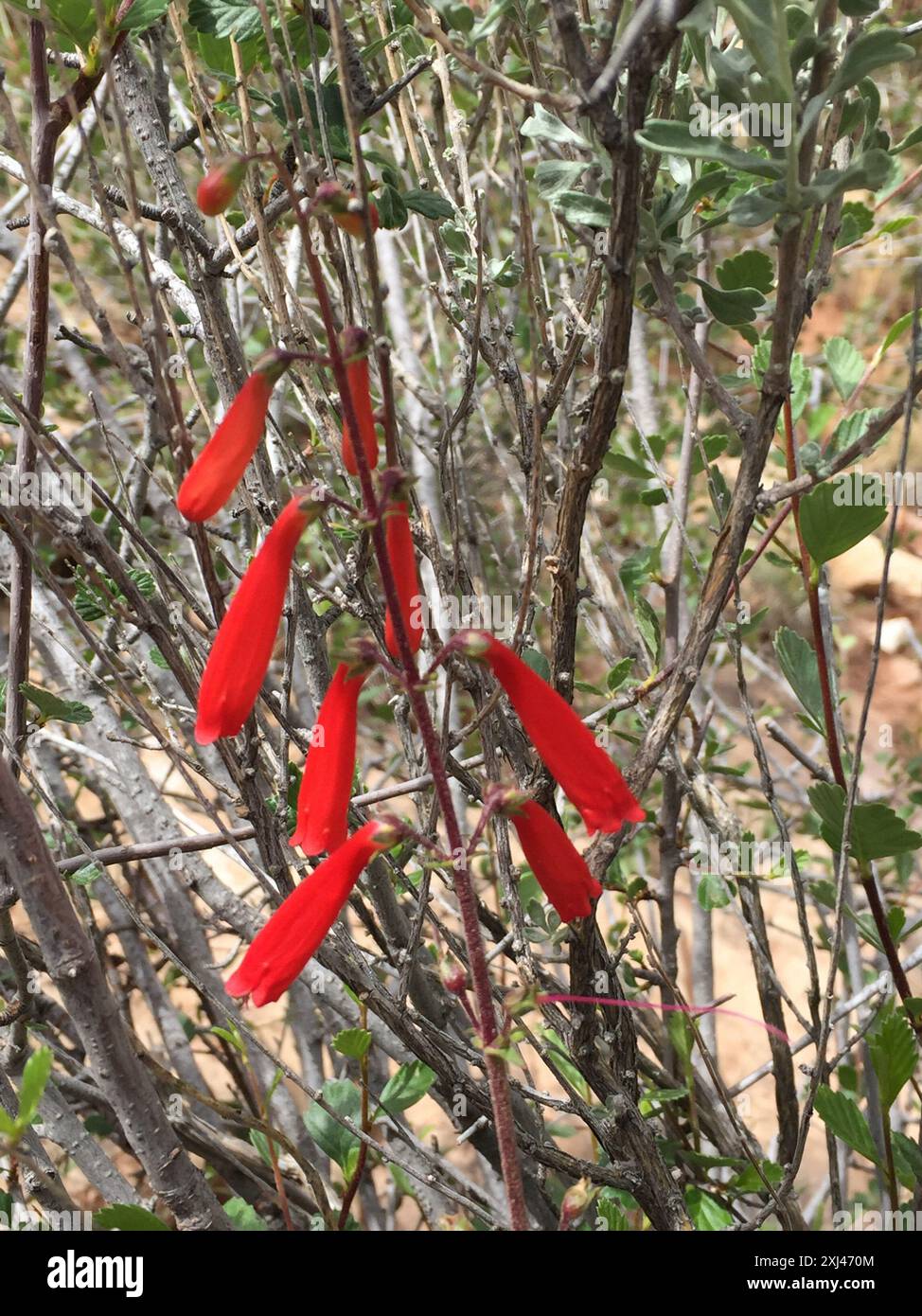firecracker penstemon (Penstemon eatonii) Plantae Stock Photo - Alamy